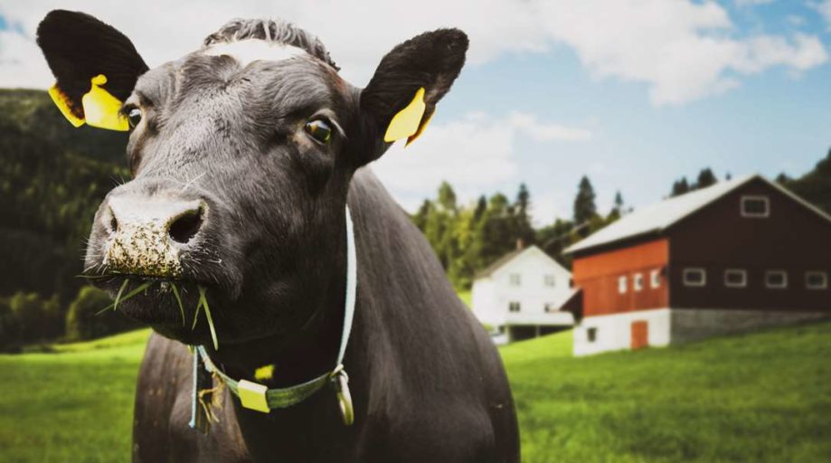 Er kjøttdeig ultraprosessert? | Gilde